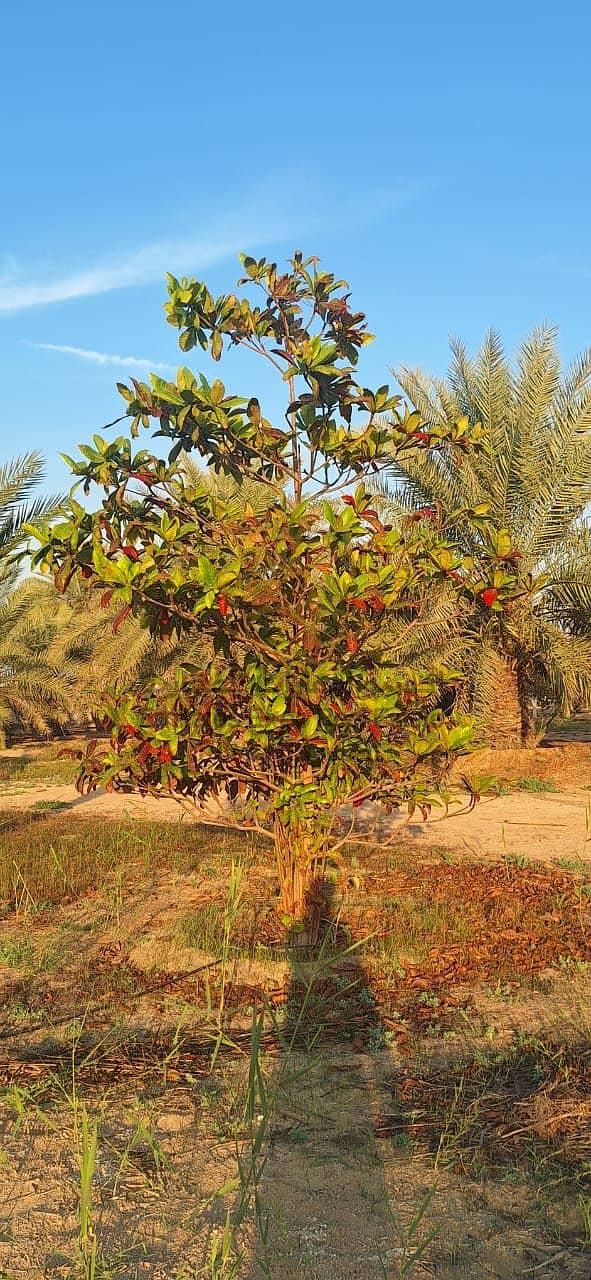 Farm for sale in Al Bahia, being offered on the market for the first ...
